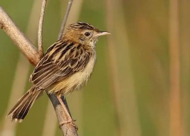 Le cisticole dorate formano coppie nella loro zona per lungo tempo.