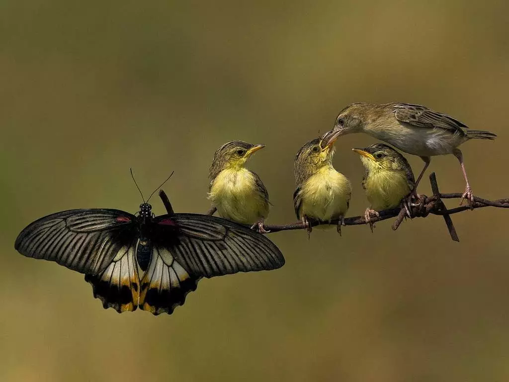 Serangga sareng lancah tuang Cysticola.