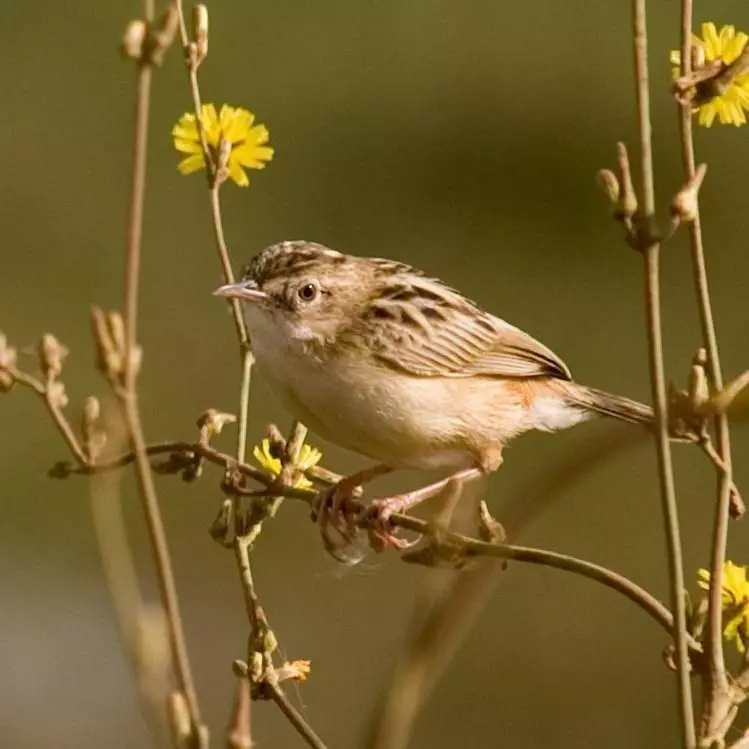 Golden cysticola ត្រូវបានក្លែងបន្លំយ៉ាងប៉ិនប្រសប់ក្នុងចំណោមស្មៅស្ងួត។