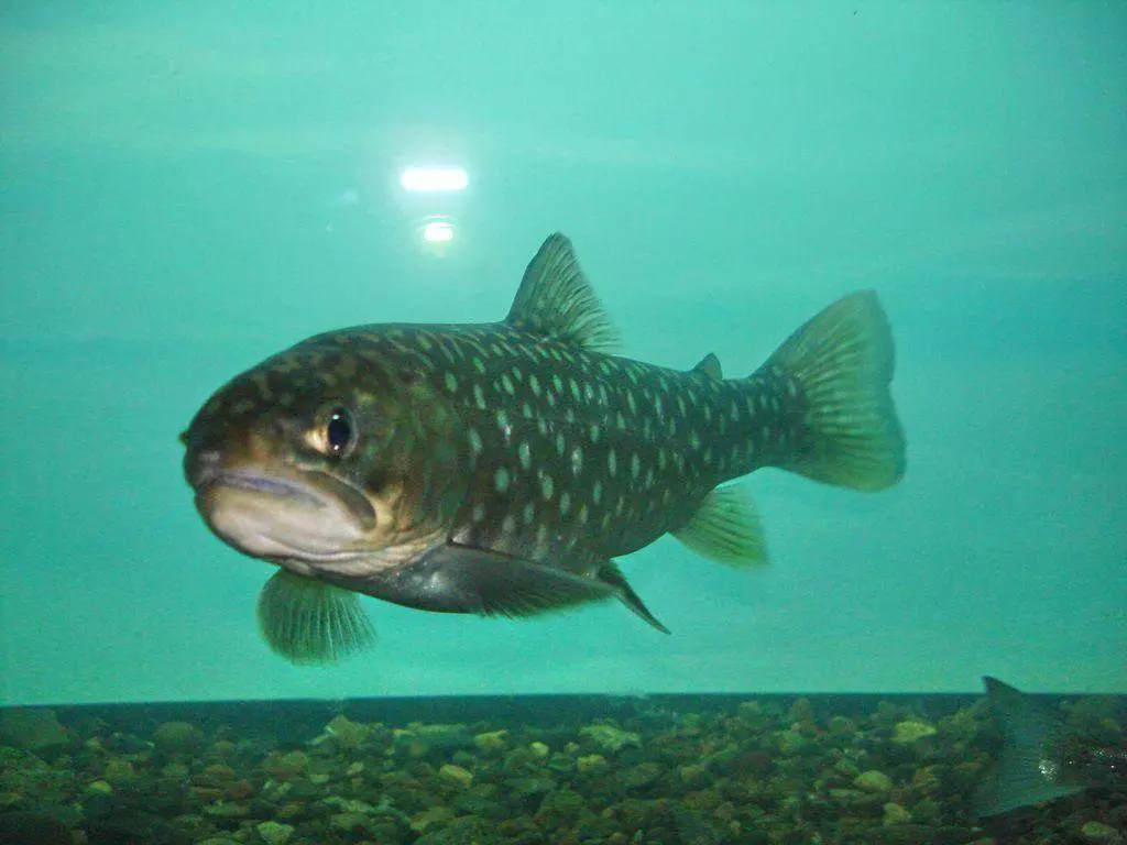 Taranety char (Salvelinus taranetzi).