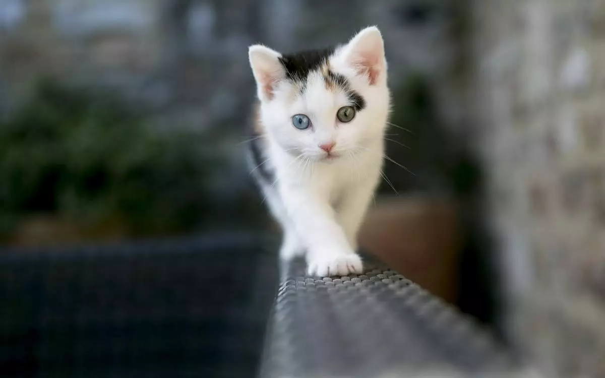 Mignonne aux yeux colorés : peu de charme.