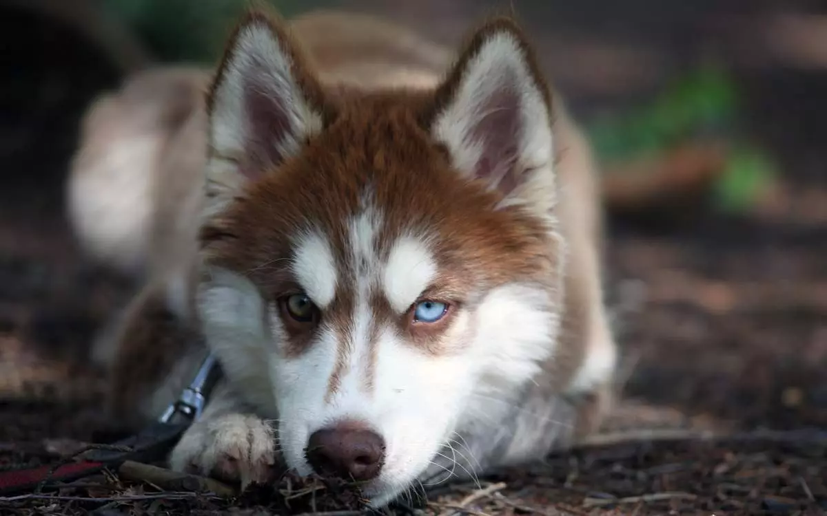 Łajka otrzymała również wyjątkowe wyróżnienie: heterochromia.