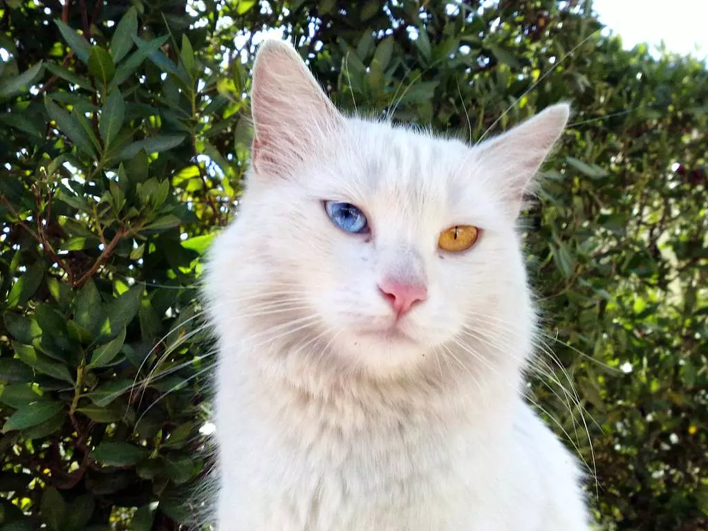 Turkish van and his