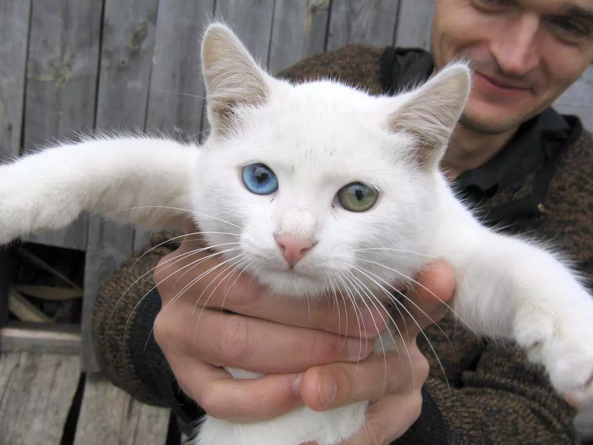 A snow-white domestic cat with one blue eye and the other green.