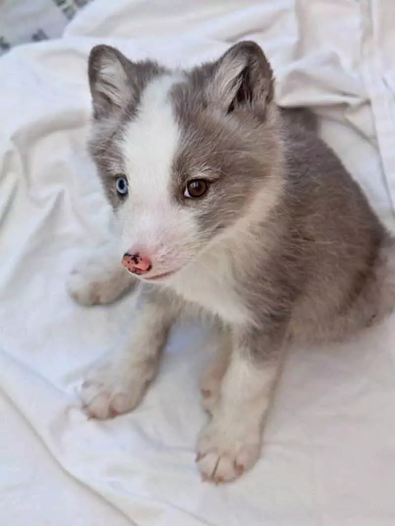 A cute puppy with complete heterochromia (when the entire iris is colored).
