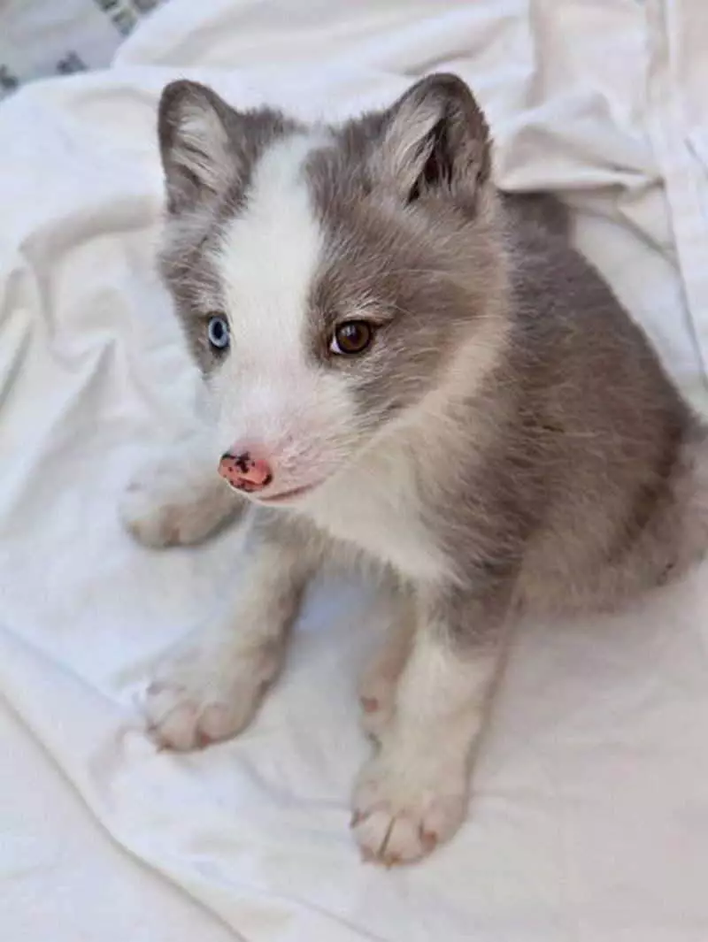 Uroczy szczeniak z całkowitą heterochromią (gdy cała tęczówka jest zabarwiona).