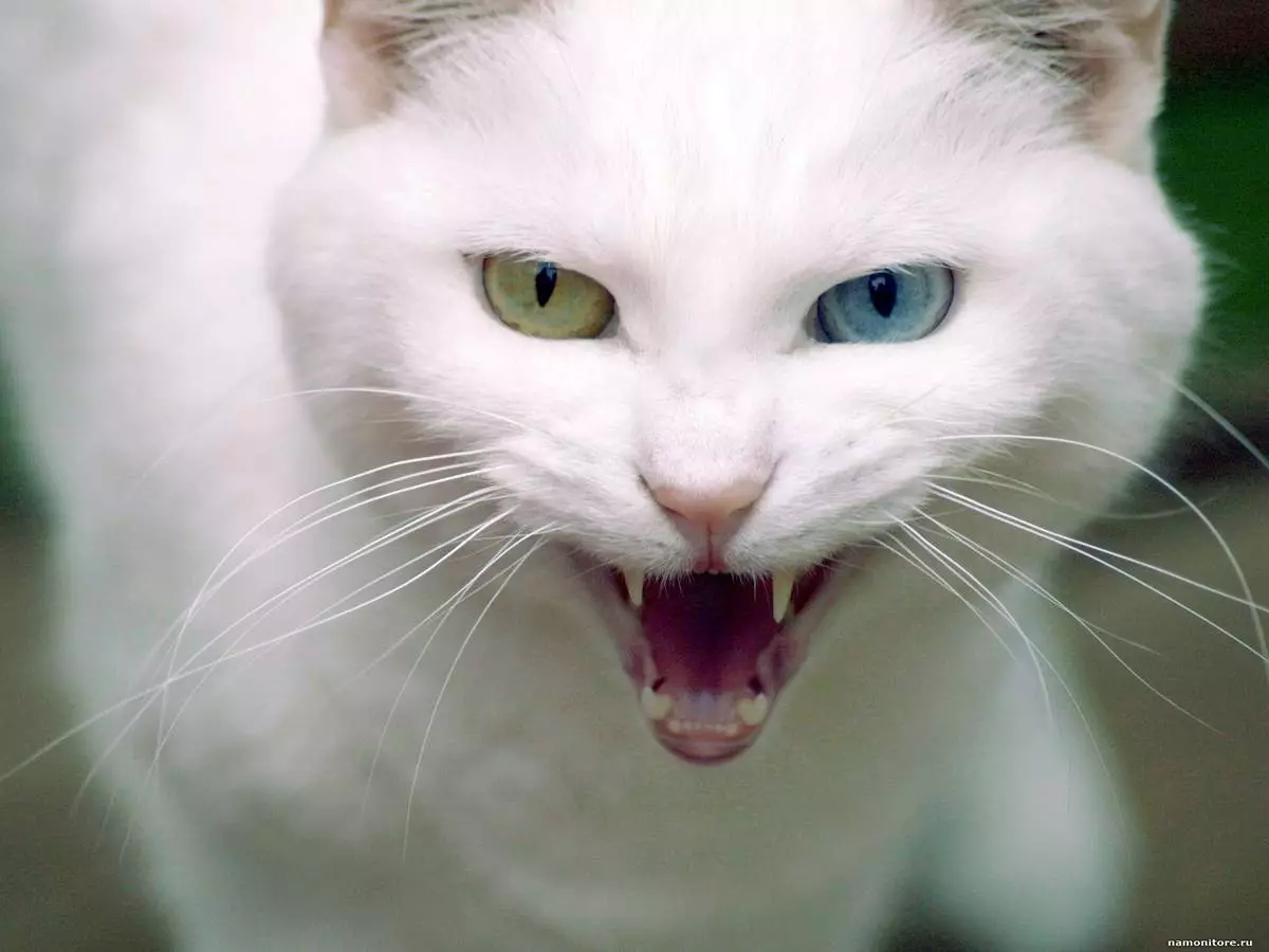Angry Cat: 다른 눈으로 인해 더욱 사악해 보입니다.
