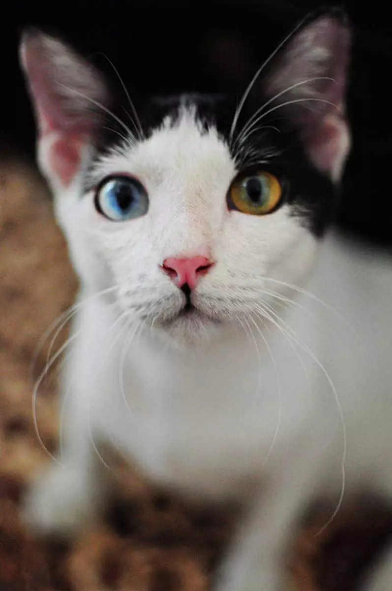 這隻貓有天藍色和棕色的眼睛：二合一！