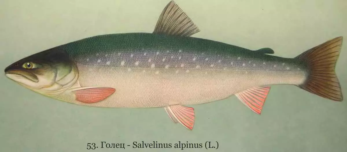 Sarkvidéki szén (Salvelinus alpinus).