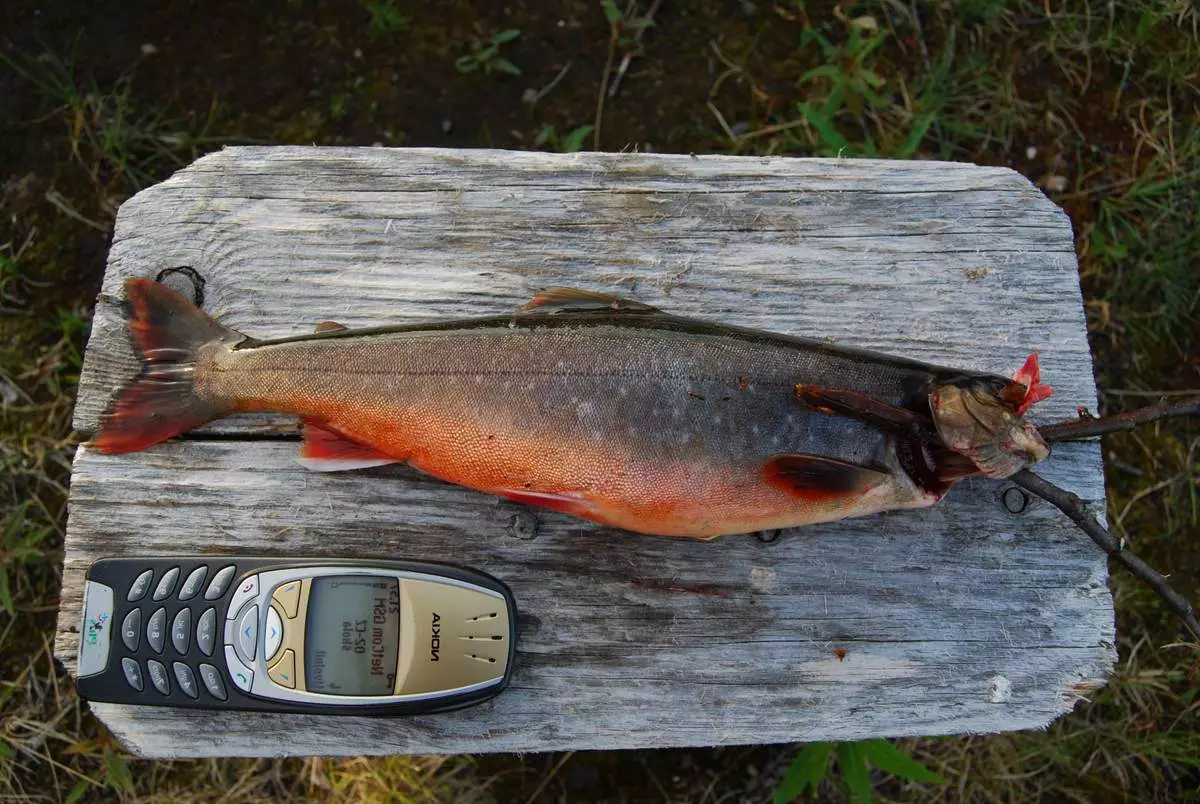 Sarkvidéki szenet fogott.