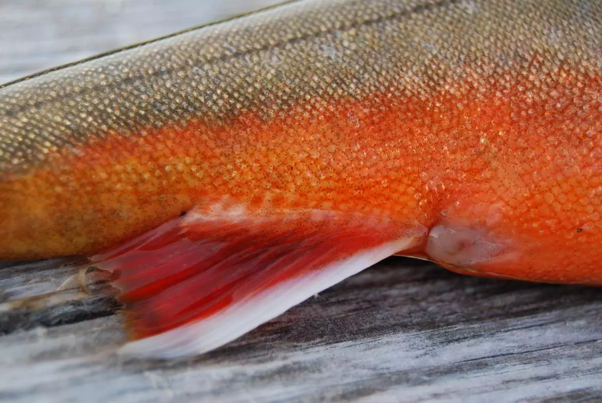 V drstišču ima trebuh svetlo oranžno barvo.