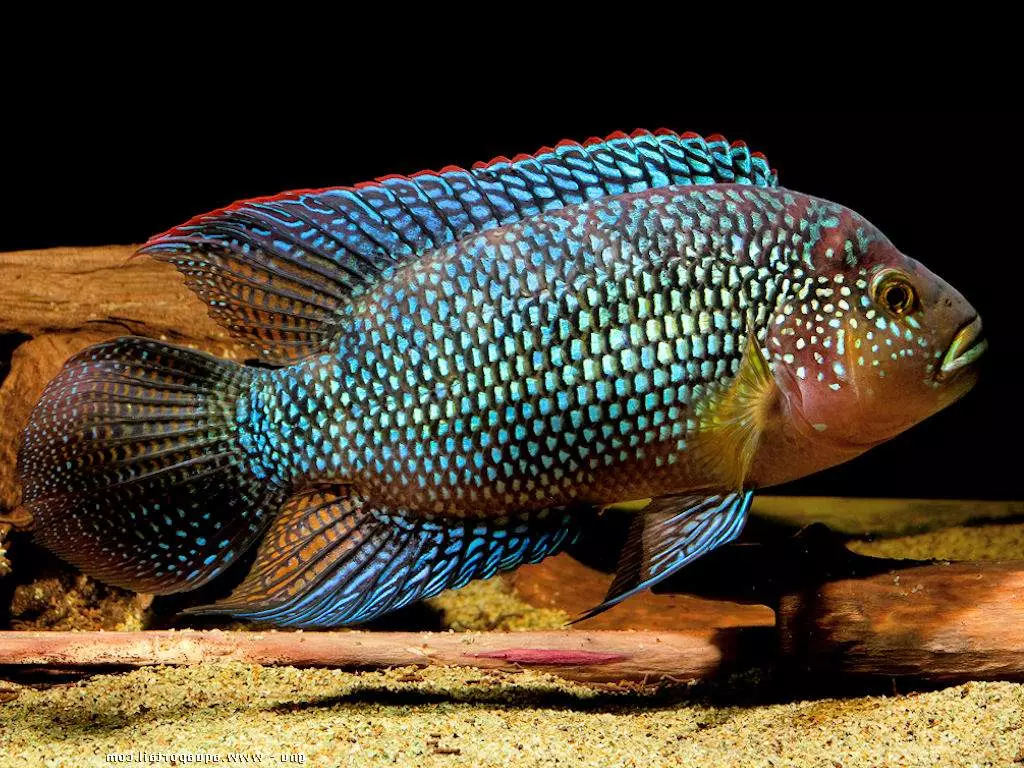 Cichlazoma ocellato - un pesce insolito per un acquario