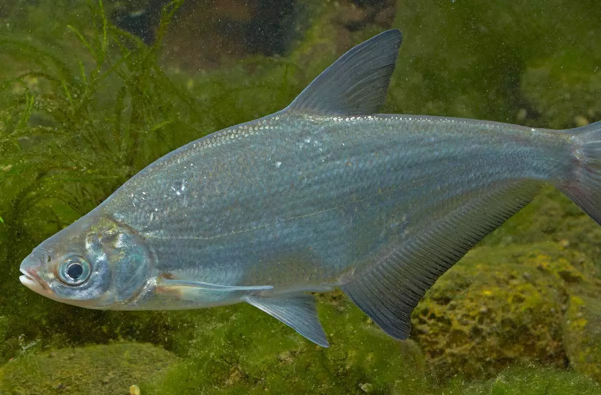Glazach หรือหมุดย้ำ: ภาพถ่ายข้อเท็จจริงที่น่าสนใจเกี่ยวกับปลา
