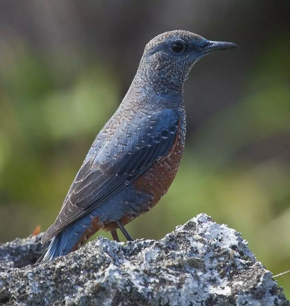 Sinine kivirästas (Monticola solitarius).