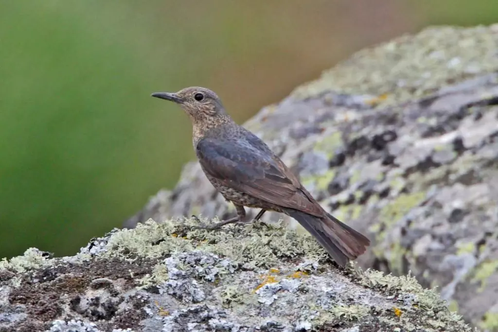 Burung menahan musim dingin di selatan, membuat penerbangan ke Afrika Utara.