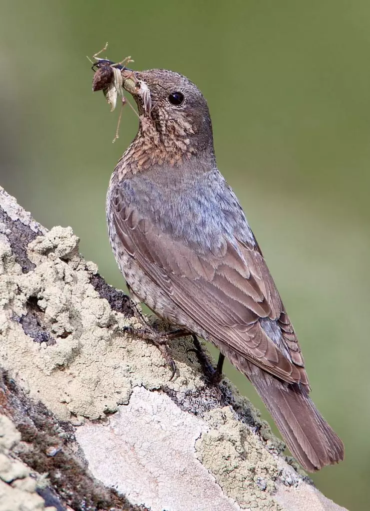 Setiap burung memberi makan di situsnya sendiri.