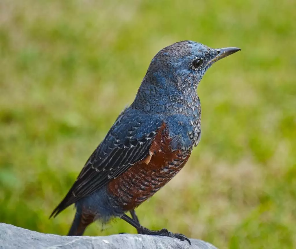 Nyanyian keras burung batu biru terdengar merdu dan melankolis.