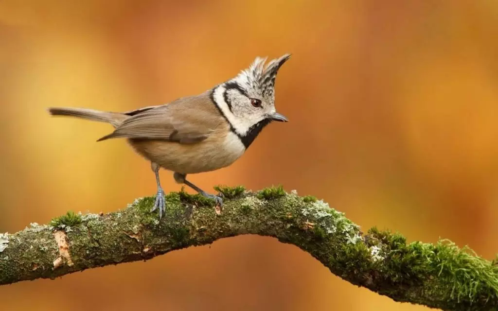 Grenadier (Lophophanes cristatus).