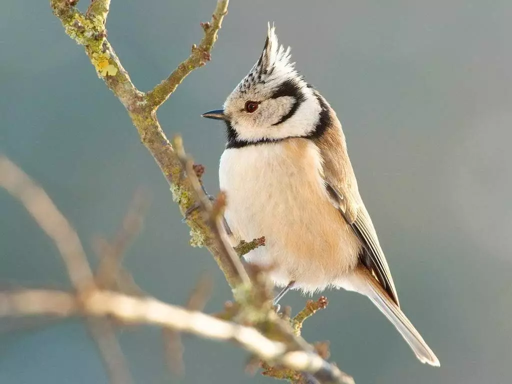 I gcomparáid le titmice Rúiseach eile, is beag a chanann an crested.