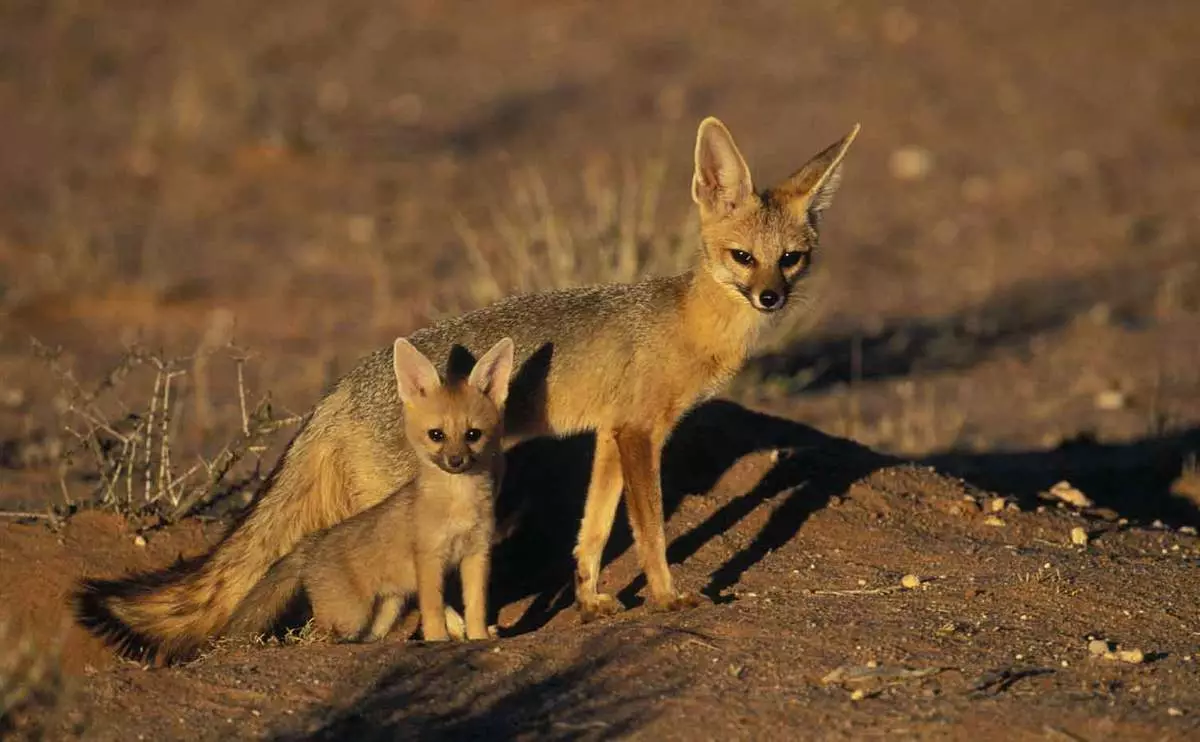 ثعلب جنوب أفريقي (Vulpes Chama).