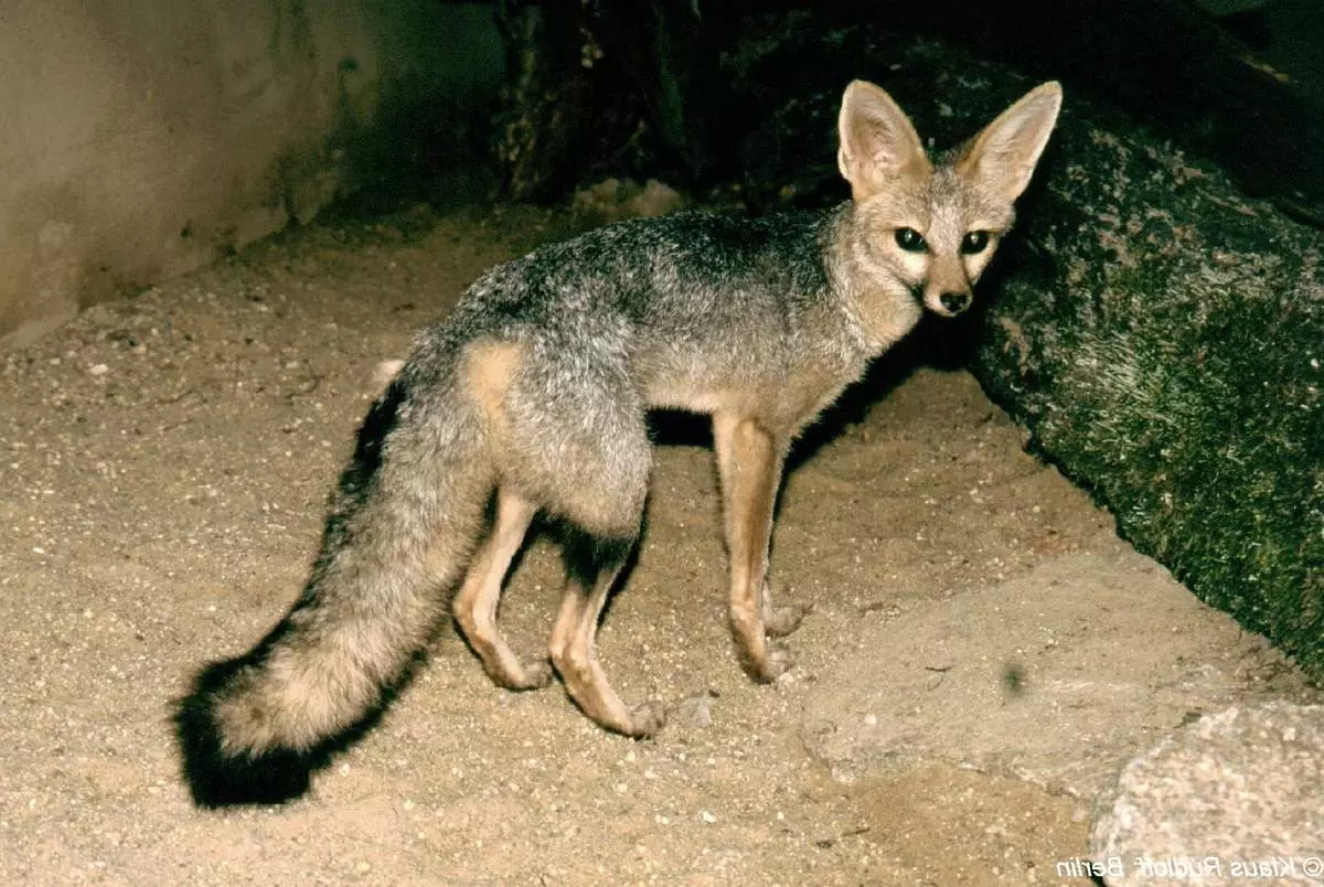 Der Fuchs ist hellgelb gefärbt.