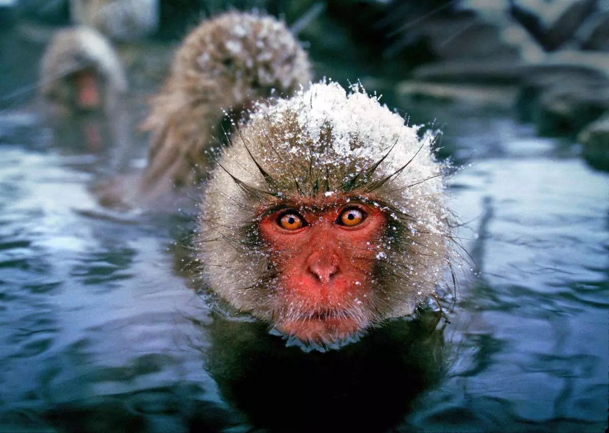 日本猕猴 (Macaca fuscata)。