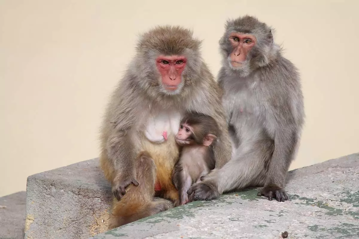 Ib tsev neeg ntawm Japanese macaques.