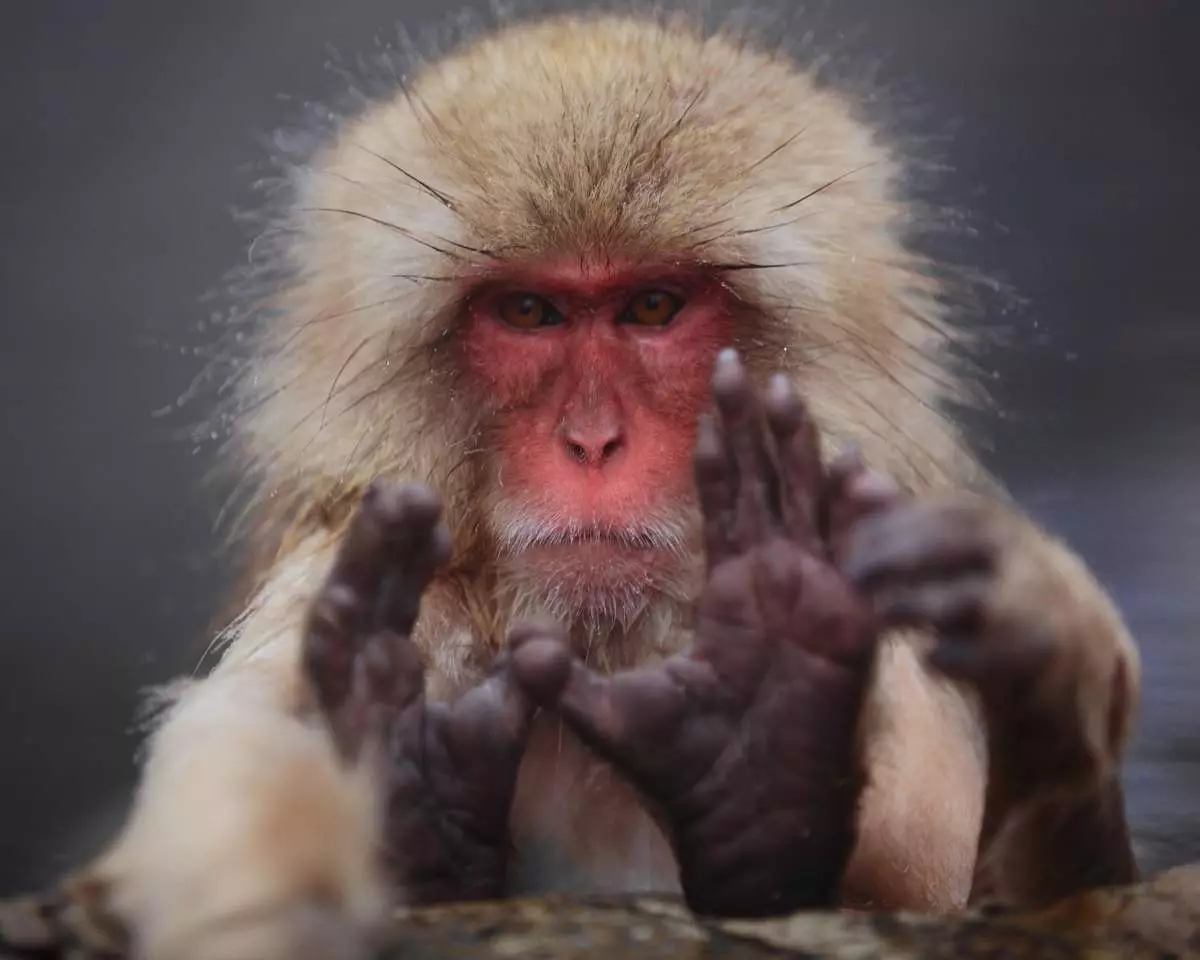 Японський макак: мавпа з суворим обличчям.
