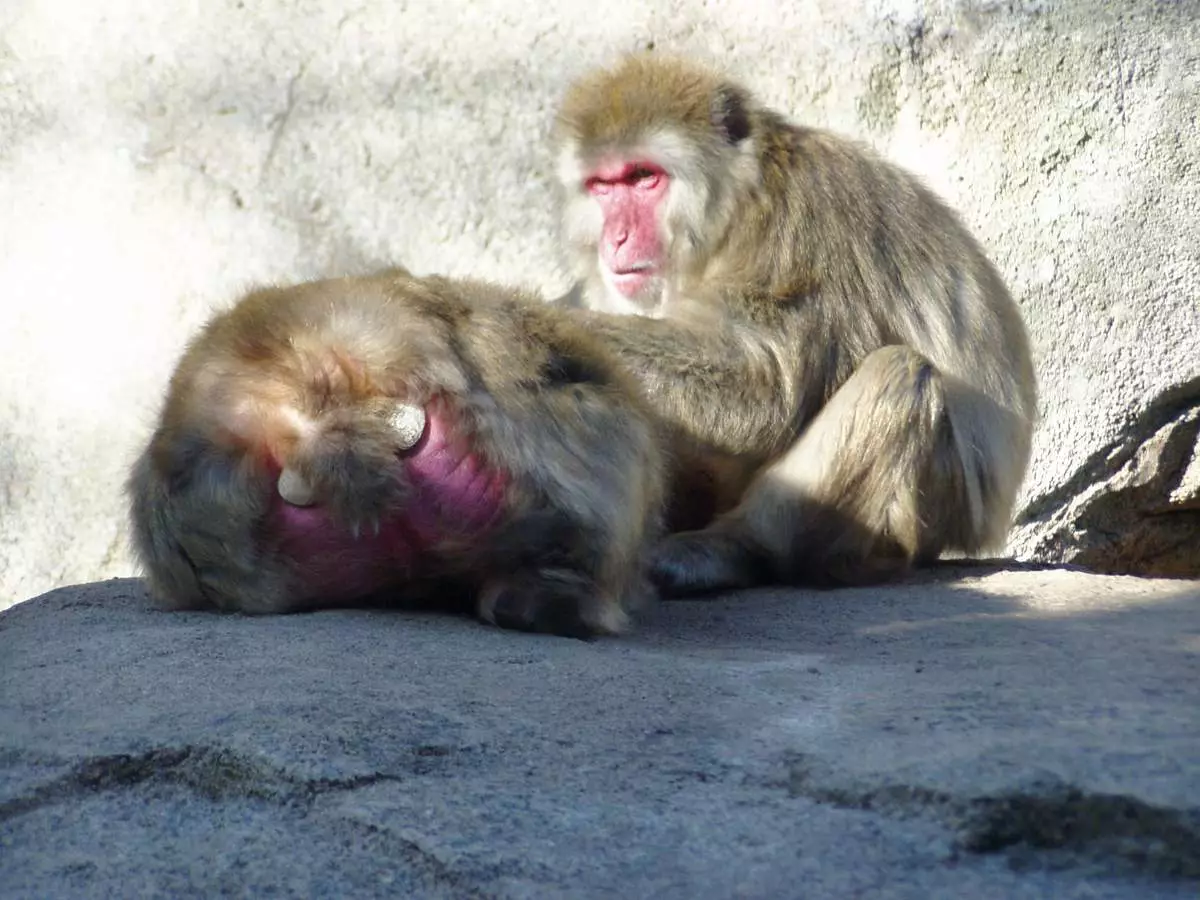 Isibini sama-macaque aseJapan.