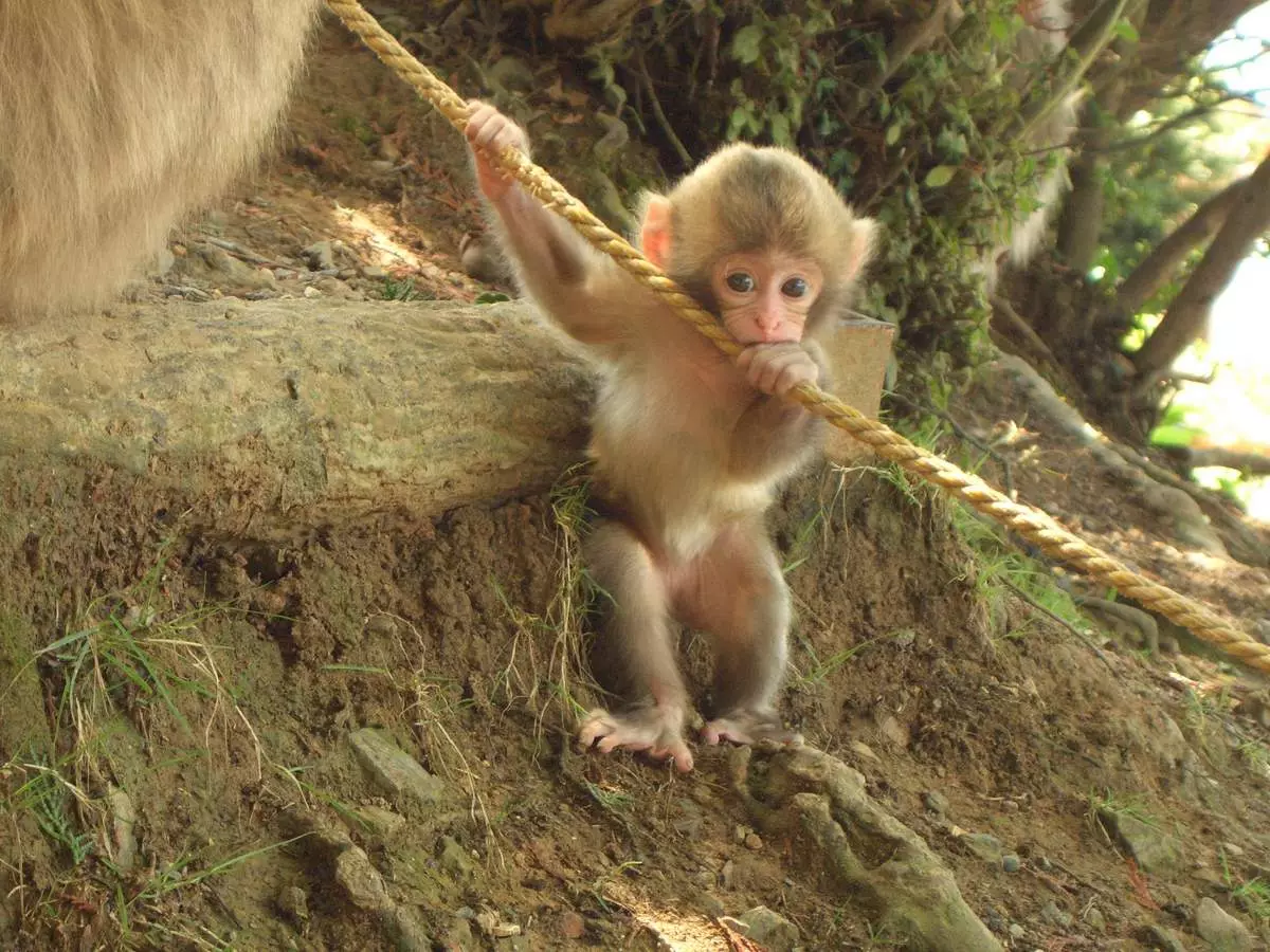 Baby japonský makak.