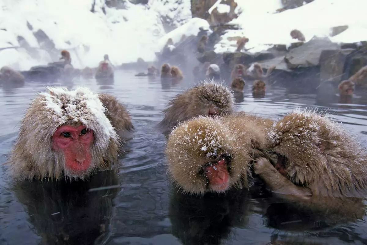 Japanese macaques ua pov thawj tias tsis yog txhua tus liab yog cov tsiaj thermophilic.