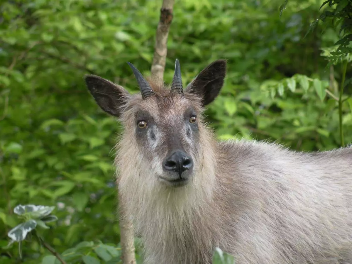 Japansk serow (Capricornis crispus).