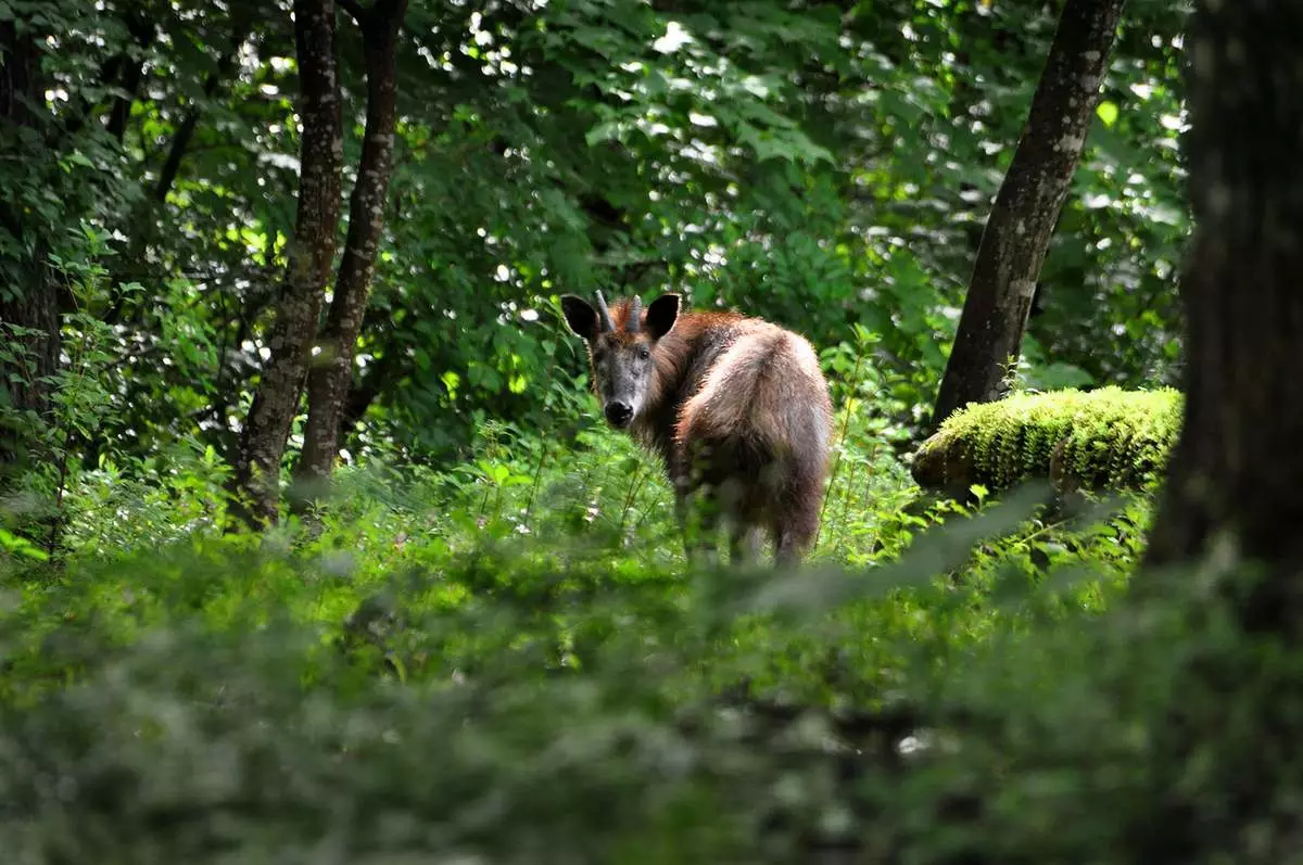 Japansk serow matar på thuja lövverk.