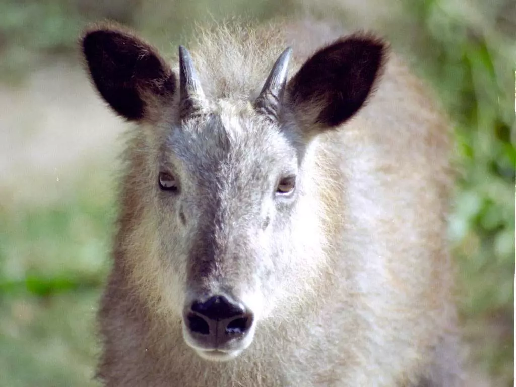 Serow har bara en bebis i kullen.