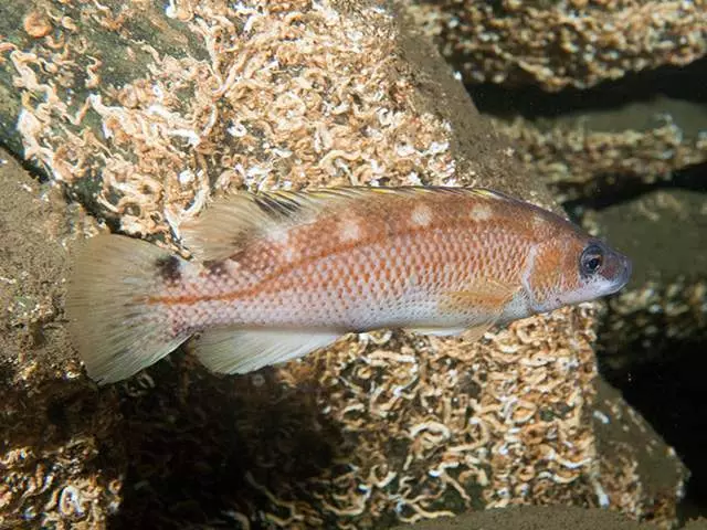 Ray-finned wrasse : 사진, 물고기에 대한 흥미로운 사실