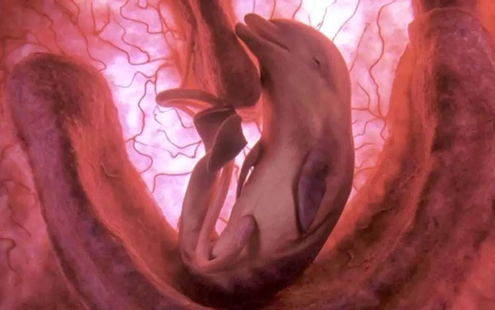 Giai đoạn phôi thai của cá heo. Cá heo cái đã có con được 12 tháng.
