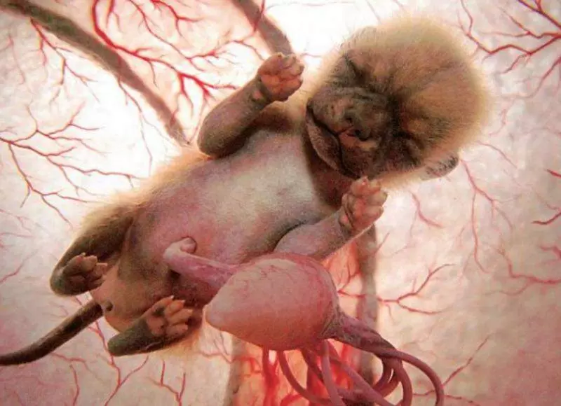 माँ के गर्भ में बच्चा: भविष्य का पिल्ला। गर्भधारण से लेकर जन्म तक कुत्तों को 60 दिन लगते हैं।