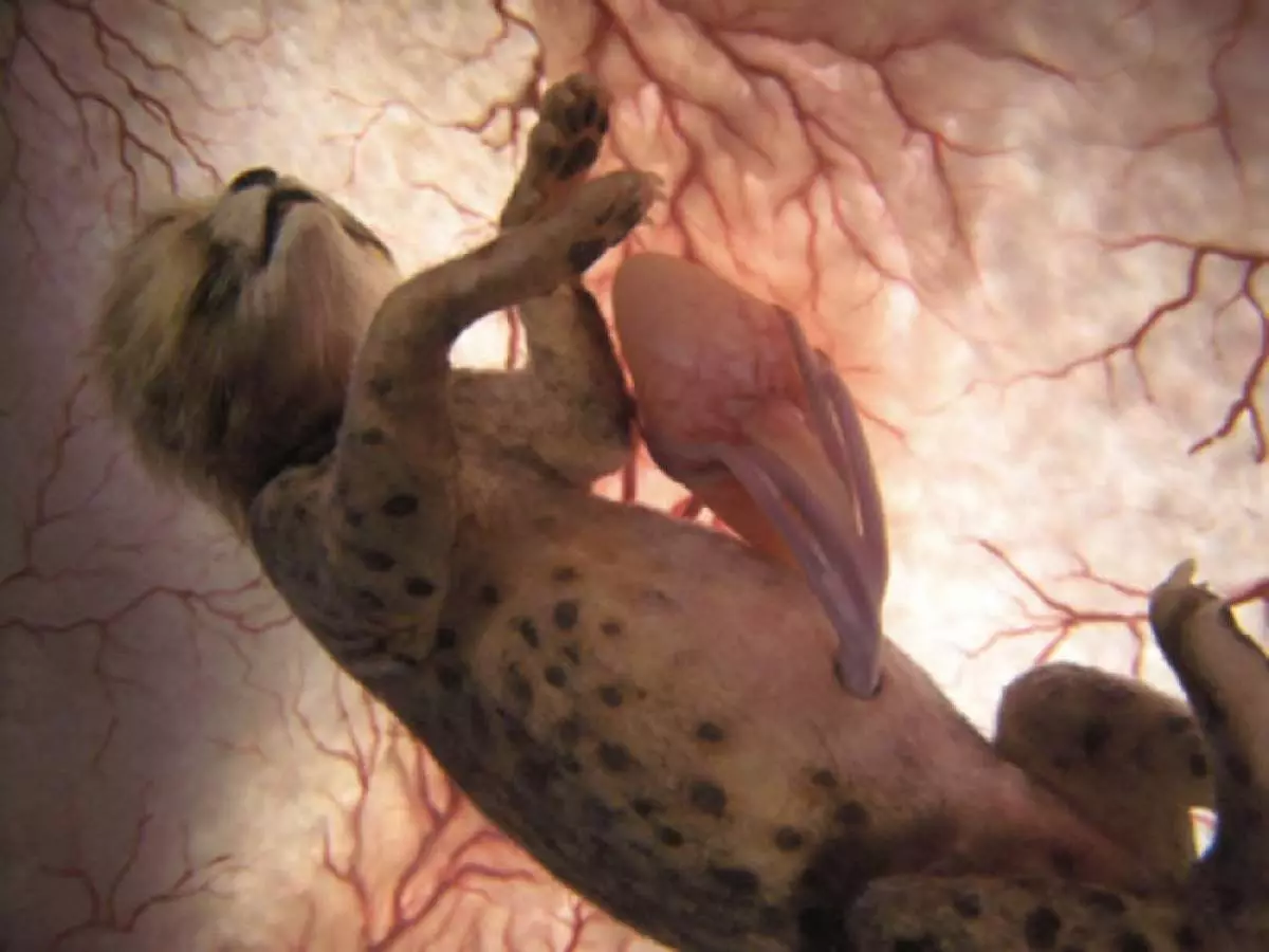 Leopardo enbrioia. Leopardoko emeek 11 hilabete inguru daramatzate kumeak.