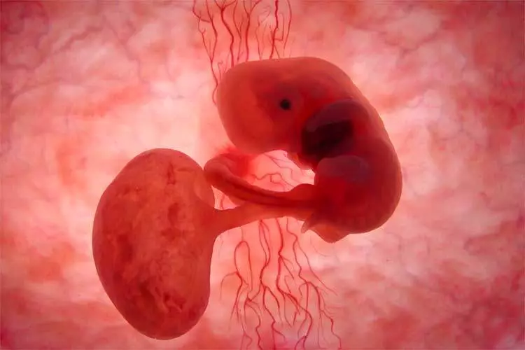 Wczesny etap embrionu słonia.