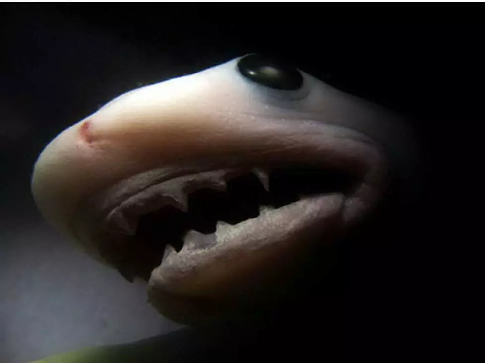 भविष्य शार्क। भ्रूण में भी दांत दिखाई दे रहे हैं।