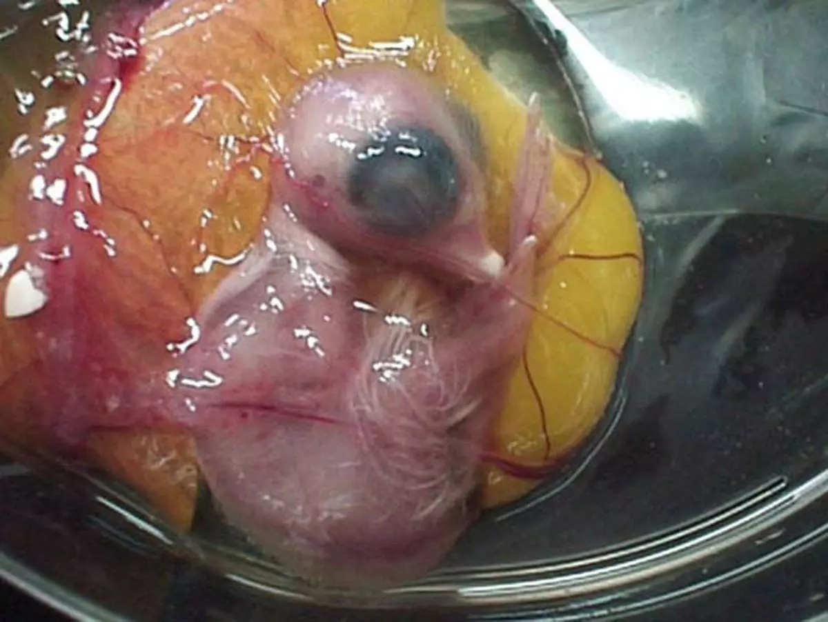 Hoenderembryo. Kuikens broei gewoonlik uit eiers na 22 dae.