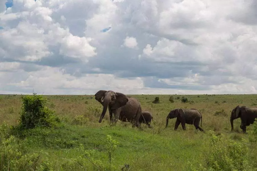 யானை எருமையுடன் சண்டையிட்டது.