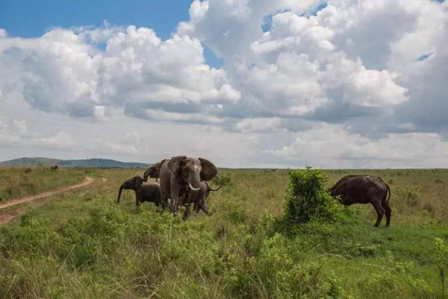 O elefante brigou com o búfalo.