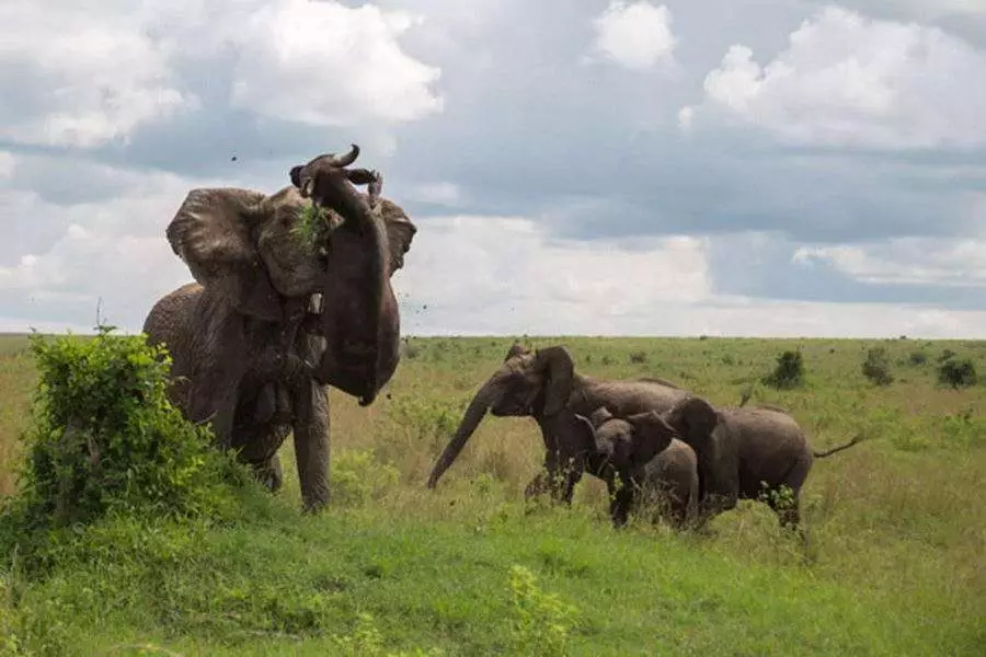 Tembo aligombana na nyati.