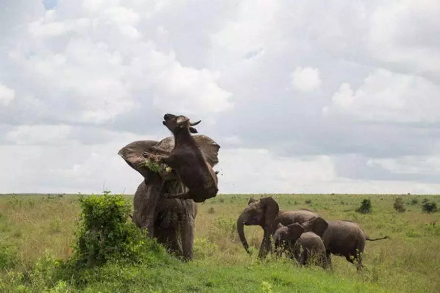 Indlovu yaxabana nenyathi.