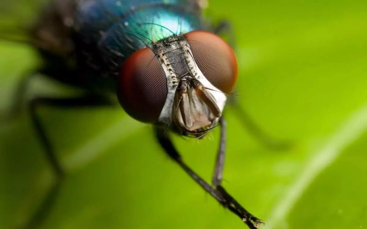 Fly jẹ ọkọ ofurufu ofurufu.