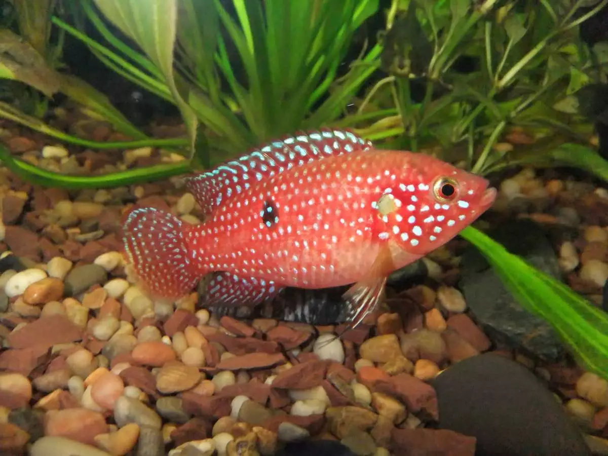 Bonito hemichromis (Hemichromis bimaculatus).