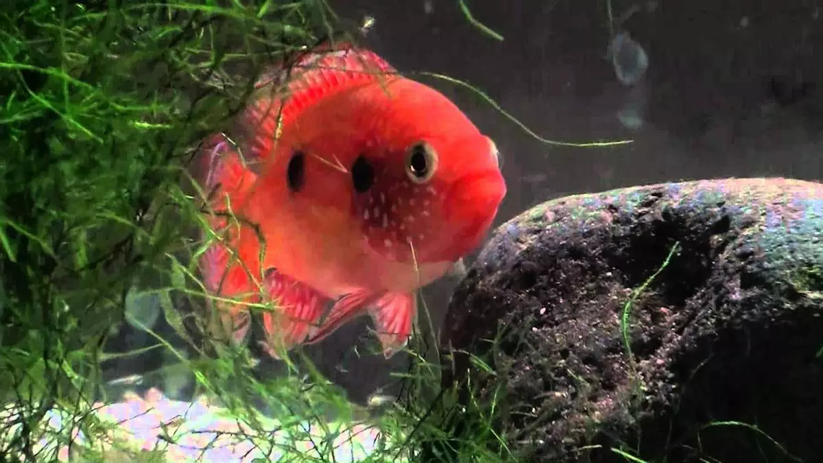 Hemichromis são belos peixes de aquário.