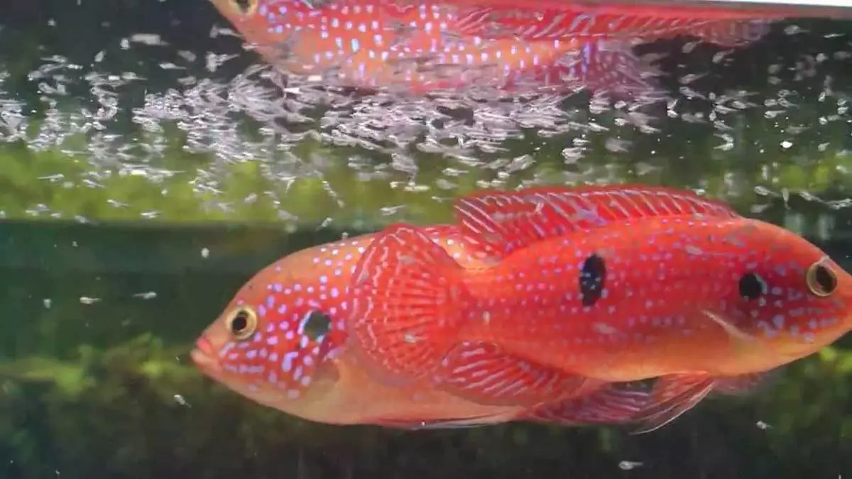 Chromis le beau est un poisson sauvage.