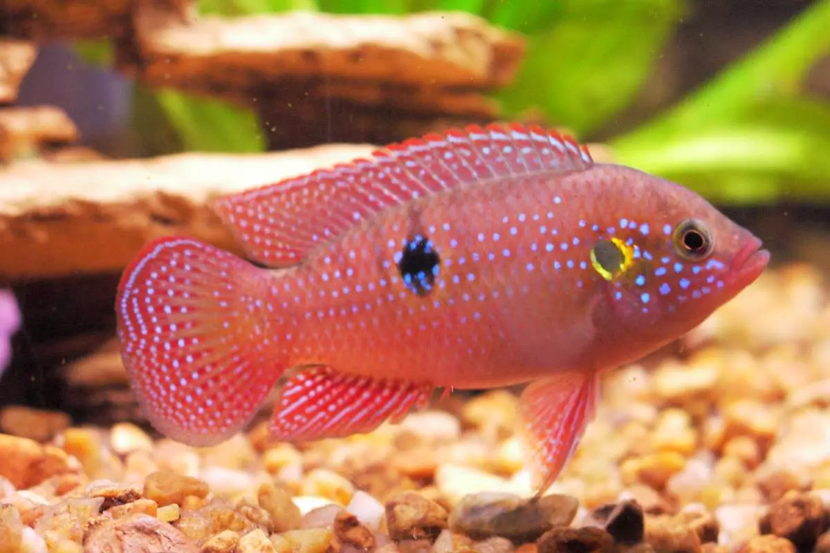 Chromis est un bel homme d'Afrique.